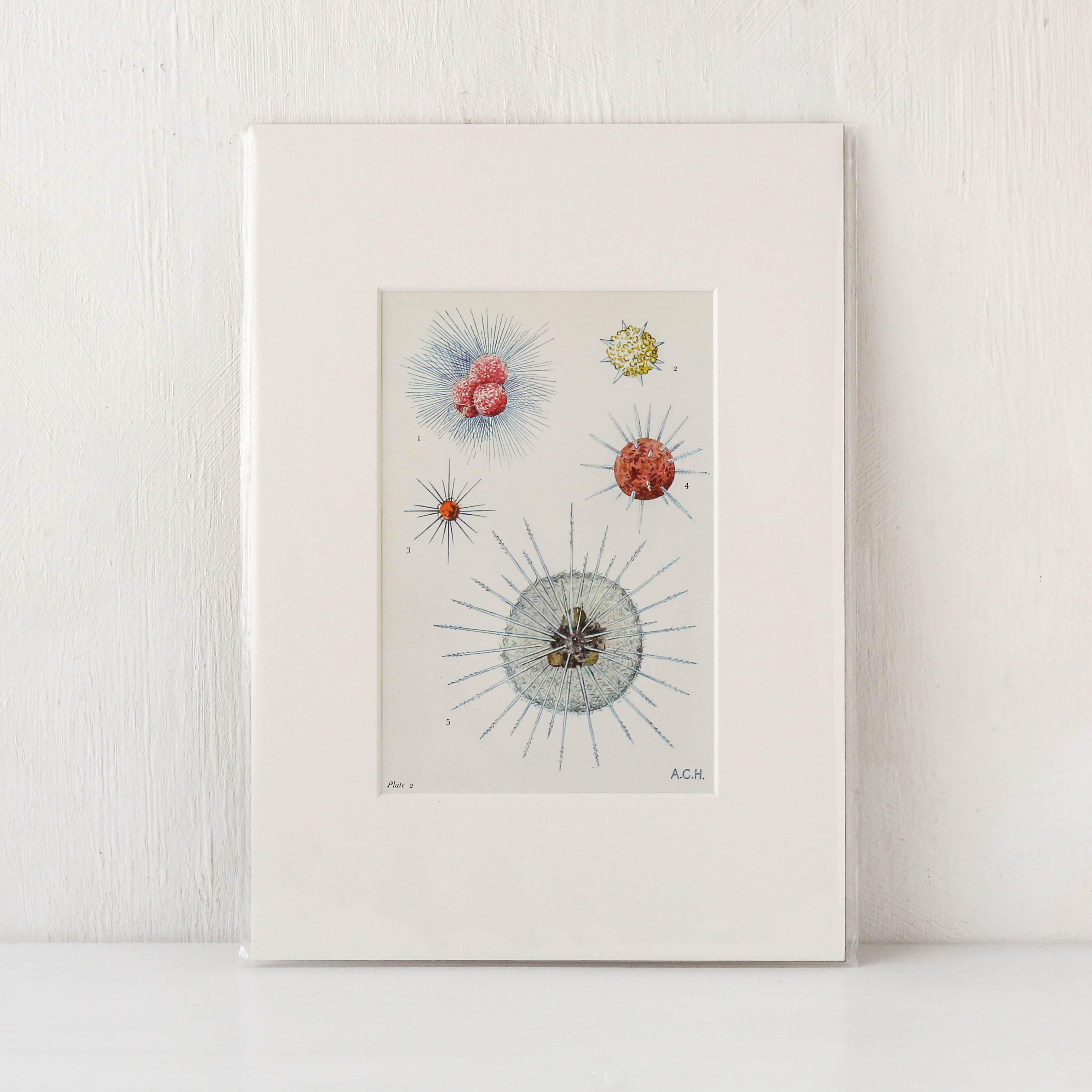 Vintage Radiolaria Book Plate – Berylune