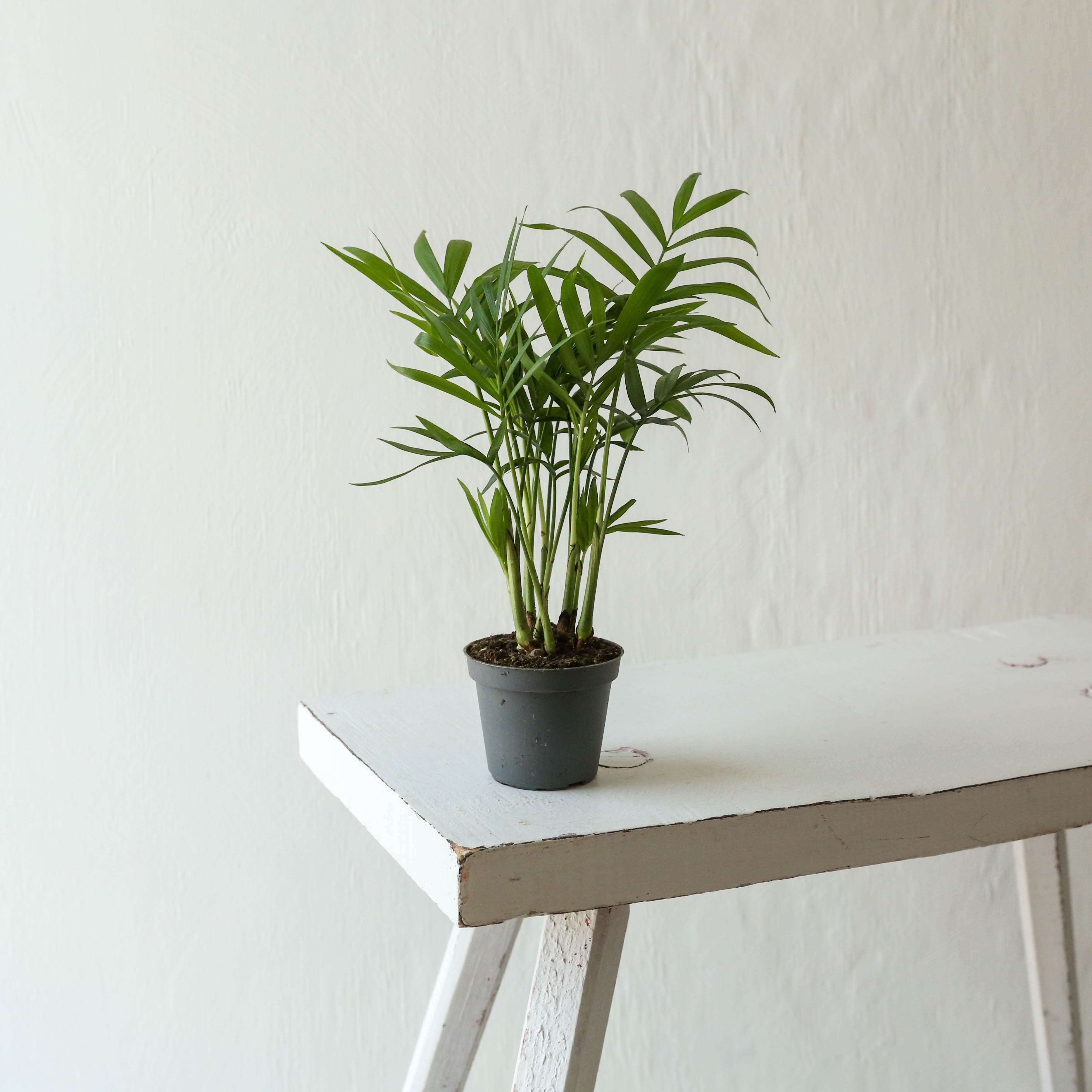 Mini Chamaedorea Elegans 'Parlour Palm' – Berylune